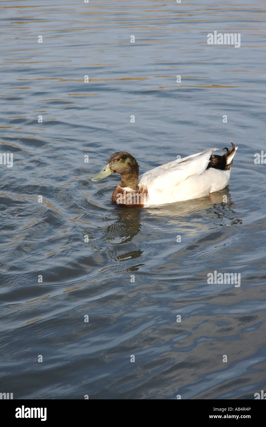 Duck/Mallard (Anas platyrhynchos, family Anatidae Stock Photo - Alamy