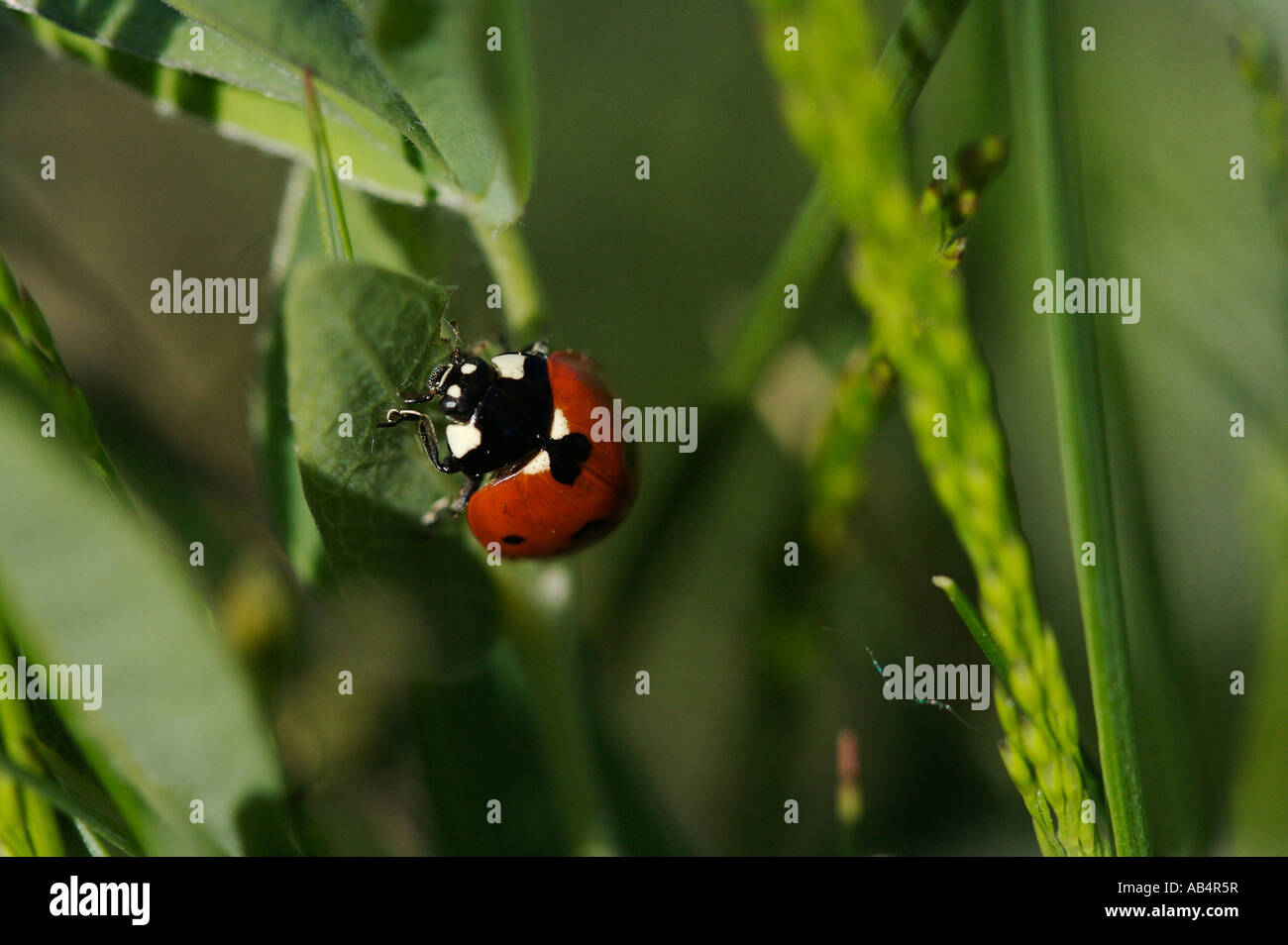 Macro Wildlife: Ladybug/Ladybird Stock Photo - Alamy