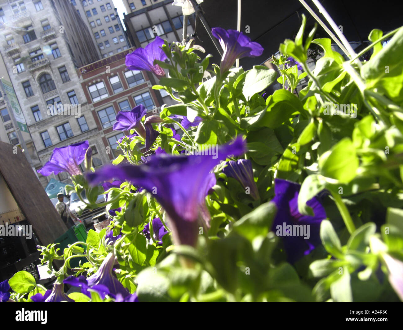 Flowers for sale Union Square Greenmarket New York City Stock Photo - Alamy