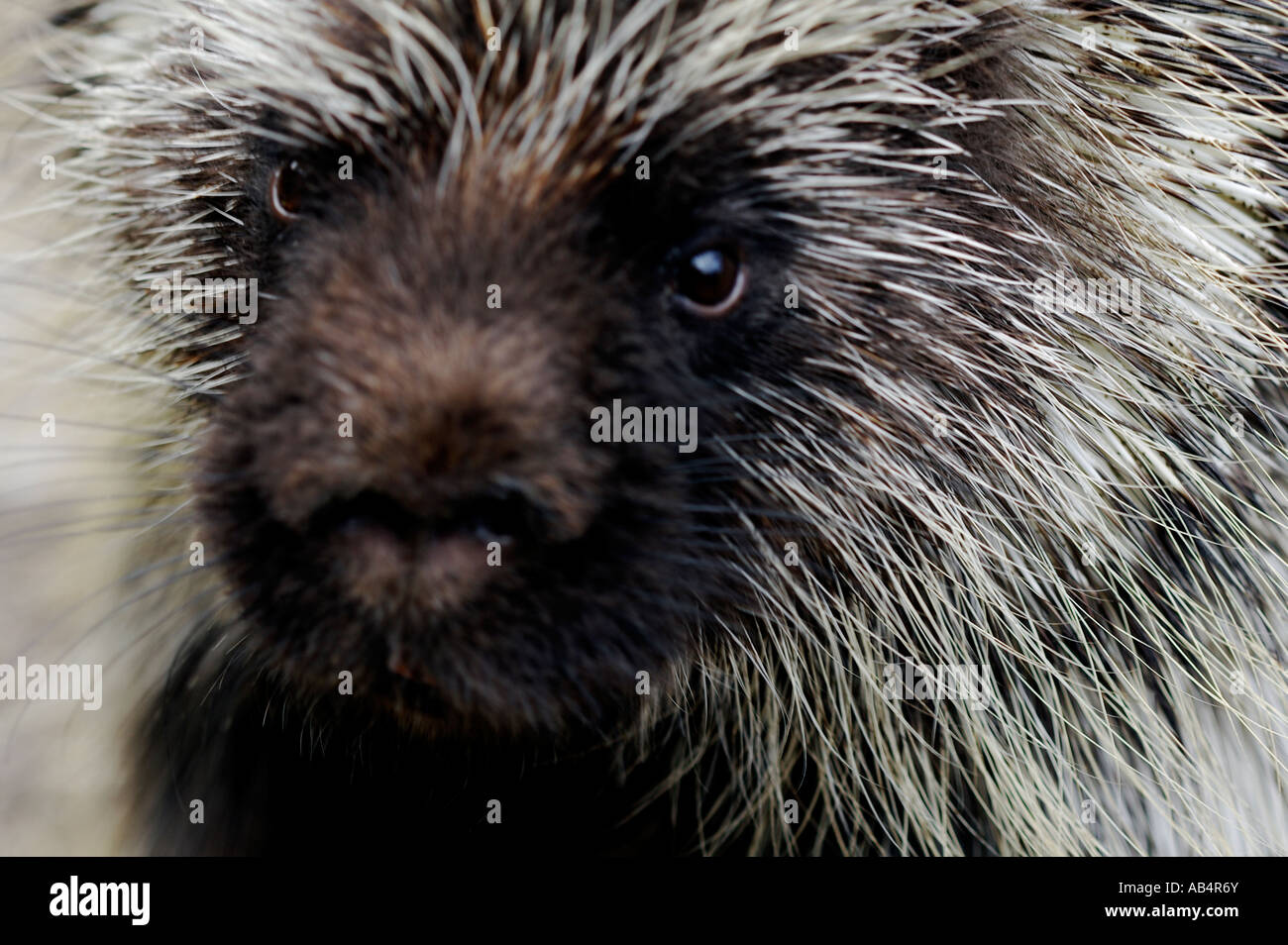 North american porcupine tail quills hi-res stock photography and ...