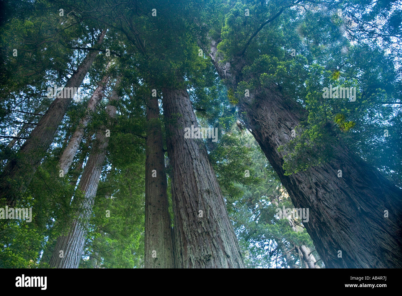Serene sequoia sempervirens hi-res stock photography and images - Alamy