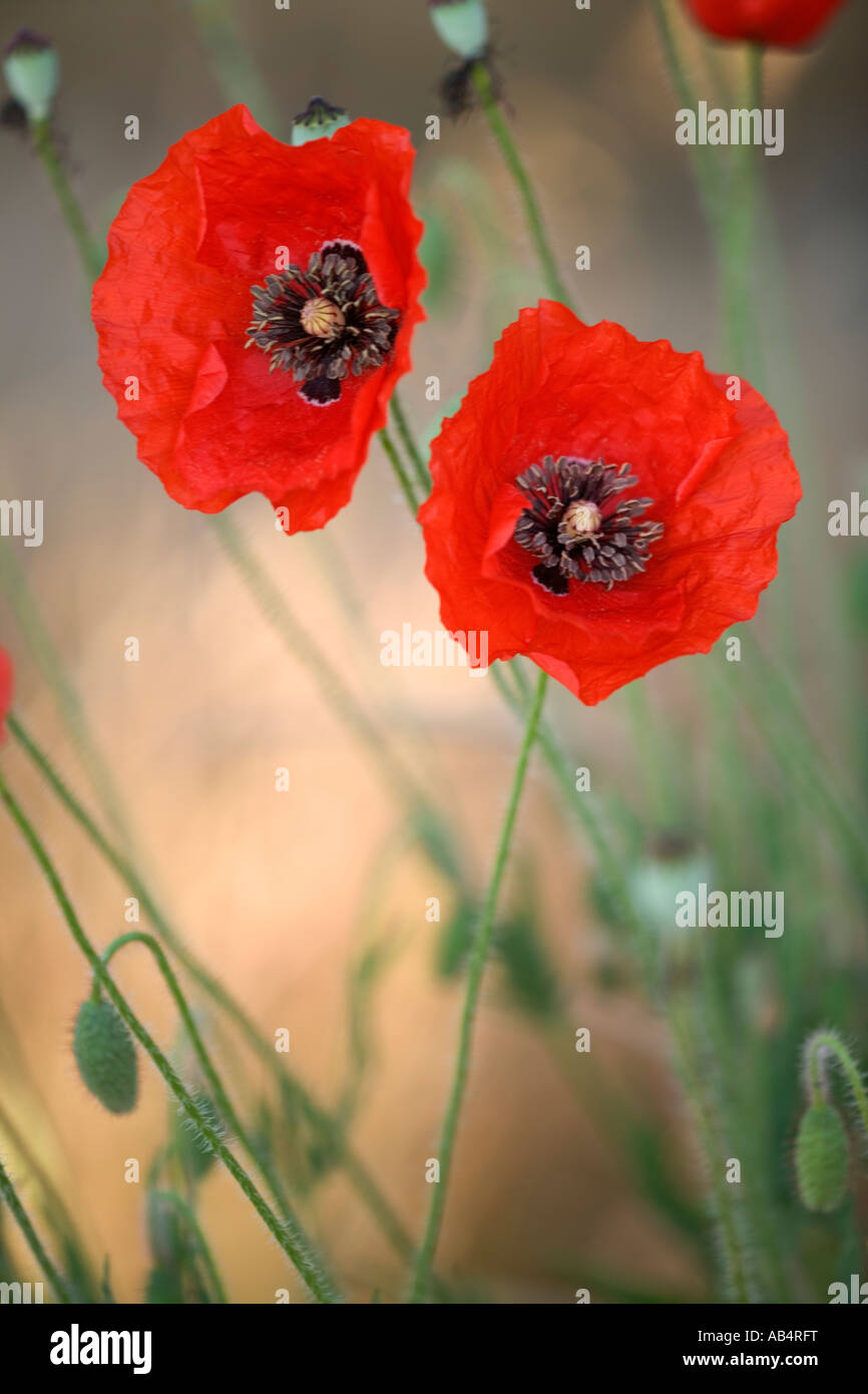 California poppy flower closeup hi-res stock photography and images - Alamy