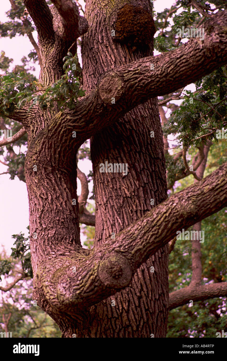 Garry oak trees british columbia hi-res stock photography and images ...