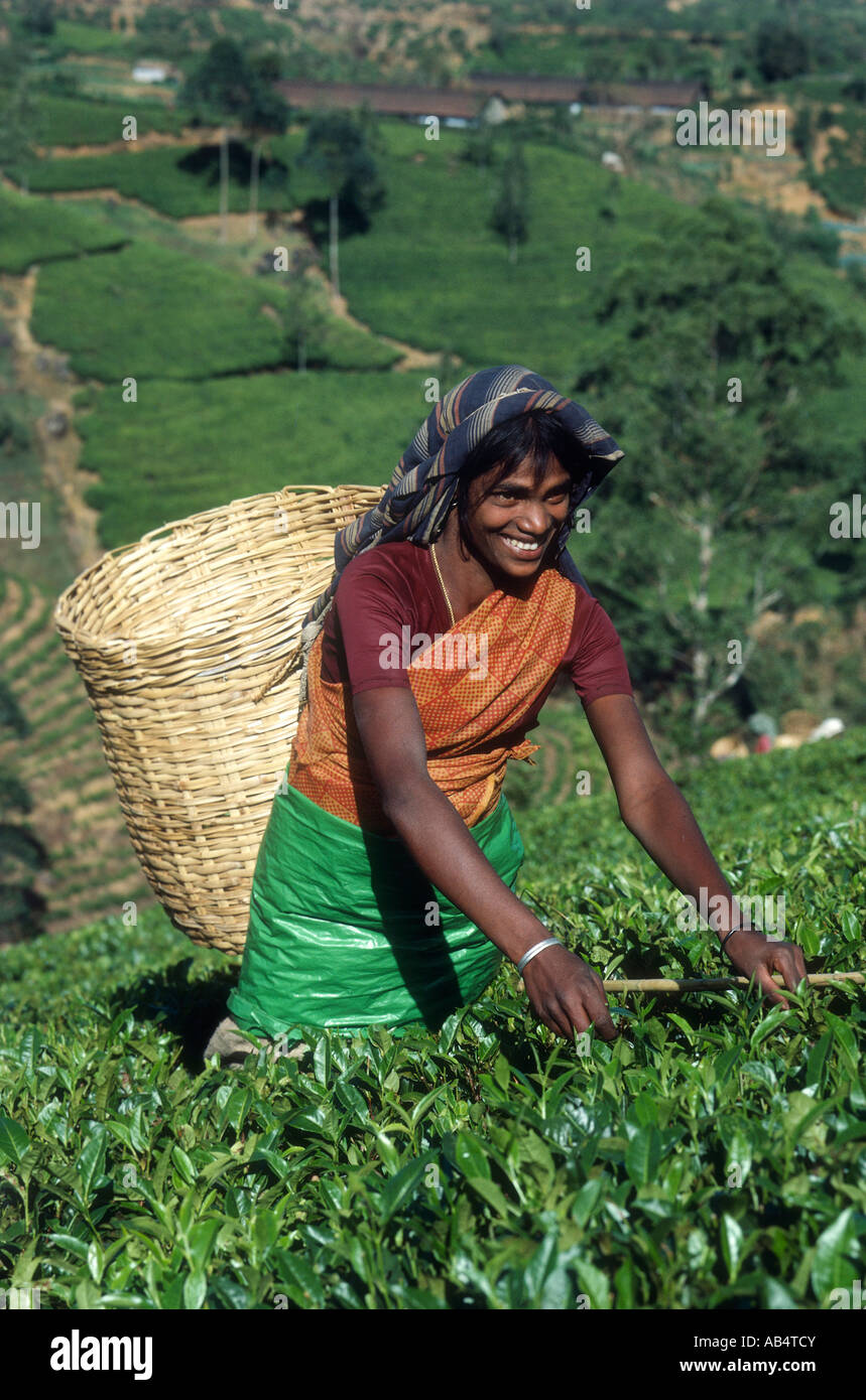 Women with baskets picking tea hi-res stock photography and images - Alamy
