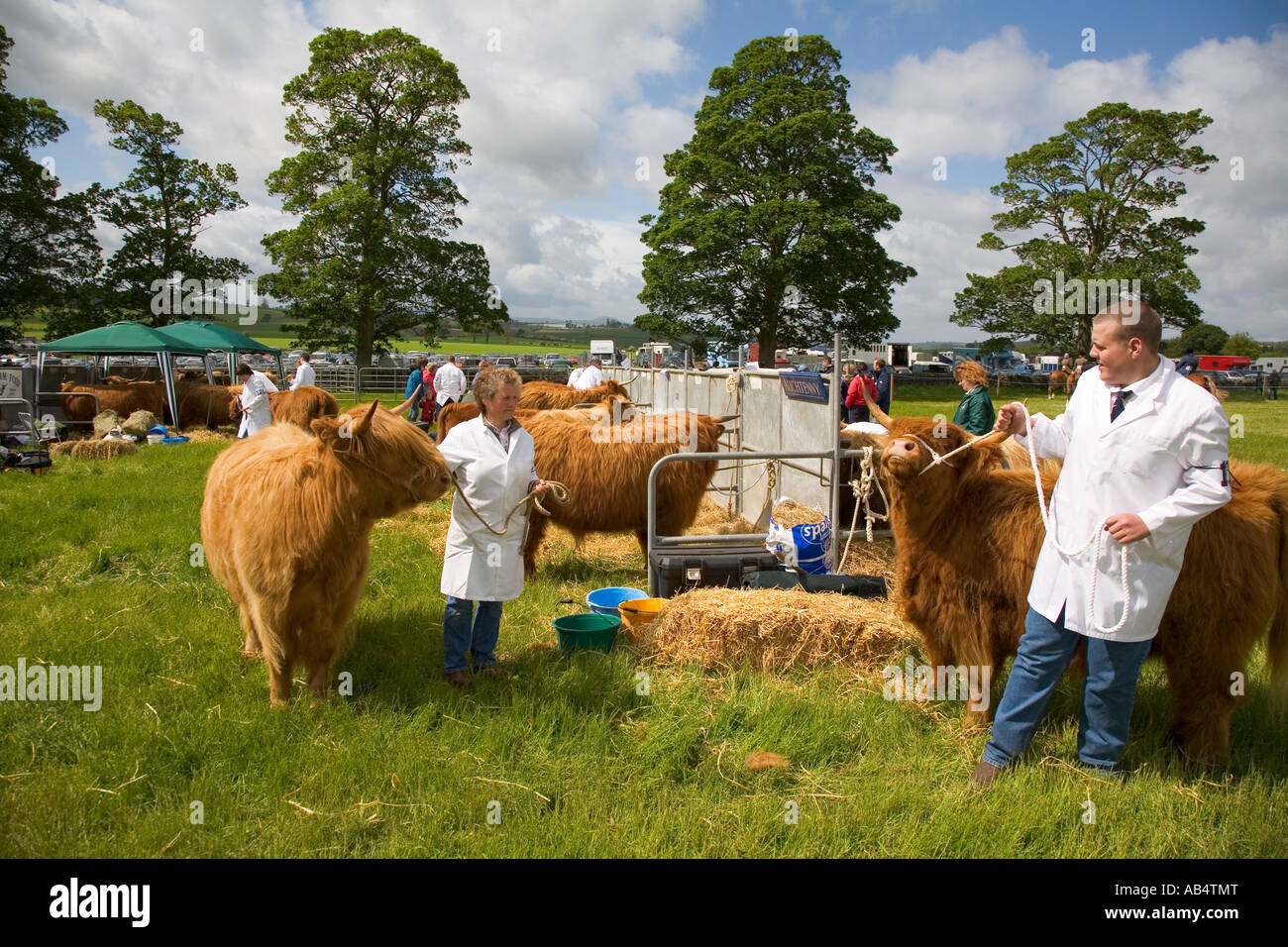 Highland cows at agriculture farm show in Fife Scotland Stock Photo - Alamy