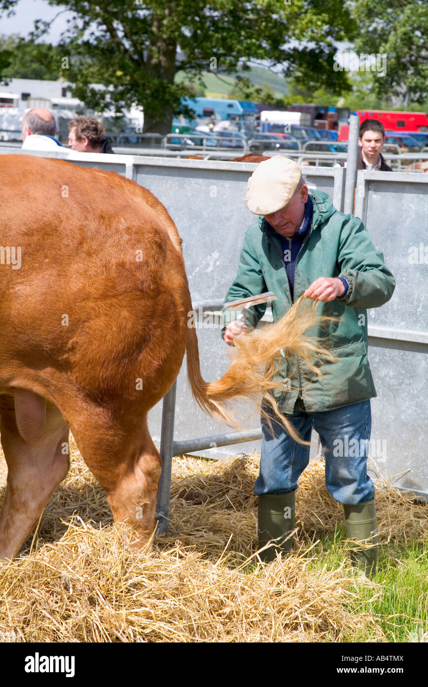 Cow brushes hi-res stock photography and images - Alamy