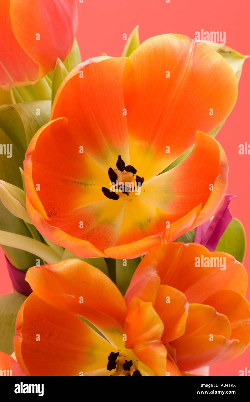 Natural tulip plants in Cut Out Stock Images & Pictures - Alamy