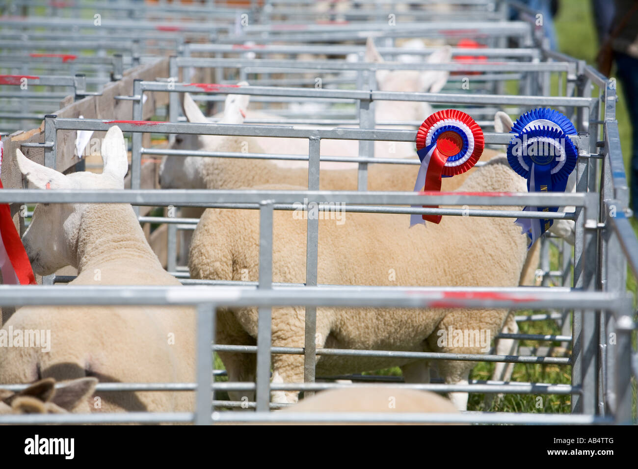 Champion prize winning sheep livestock in pen at agriculture farm show ...