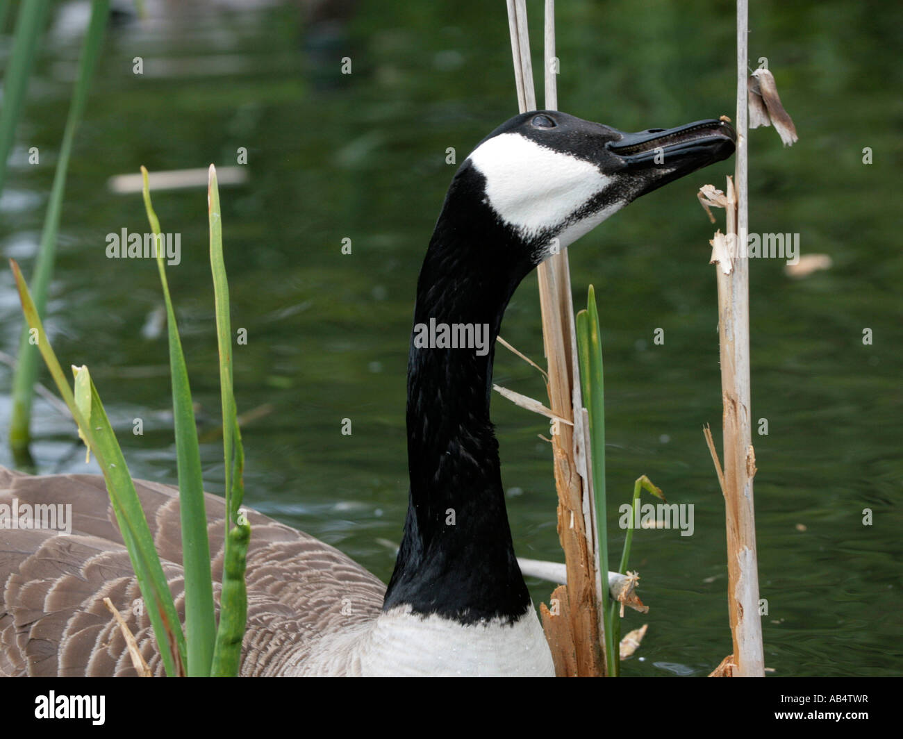 A Canadian goose eating bamboo Stock Photo - Alamy