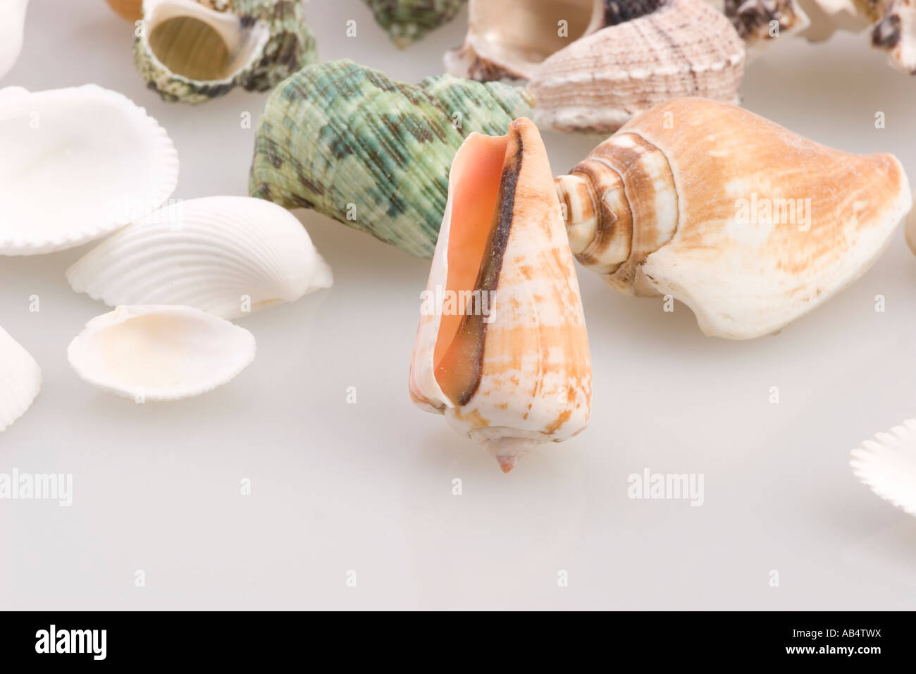 Multiple Sea Shells against a plain background Stock Photo - Alamy