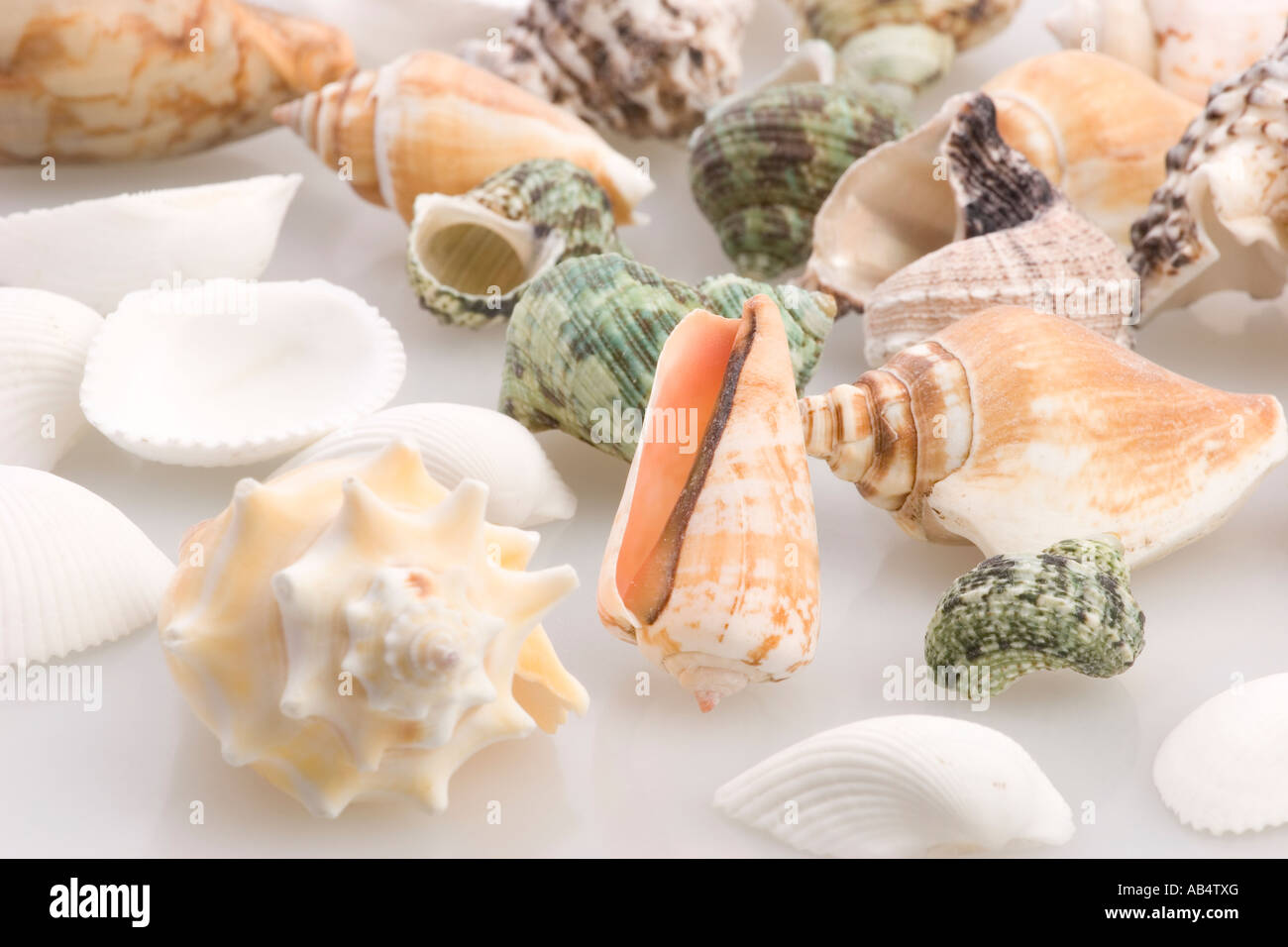 Multiple Sea Shells against a plain background Stock Photo - Alamy