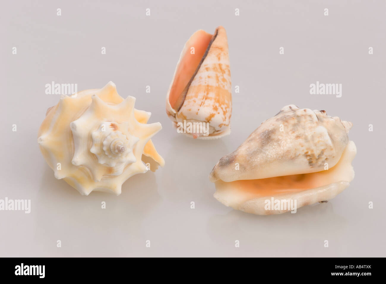 Multiple Sea Shells against a plain background Stock Photo - Alamy