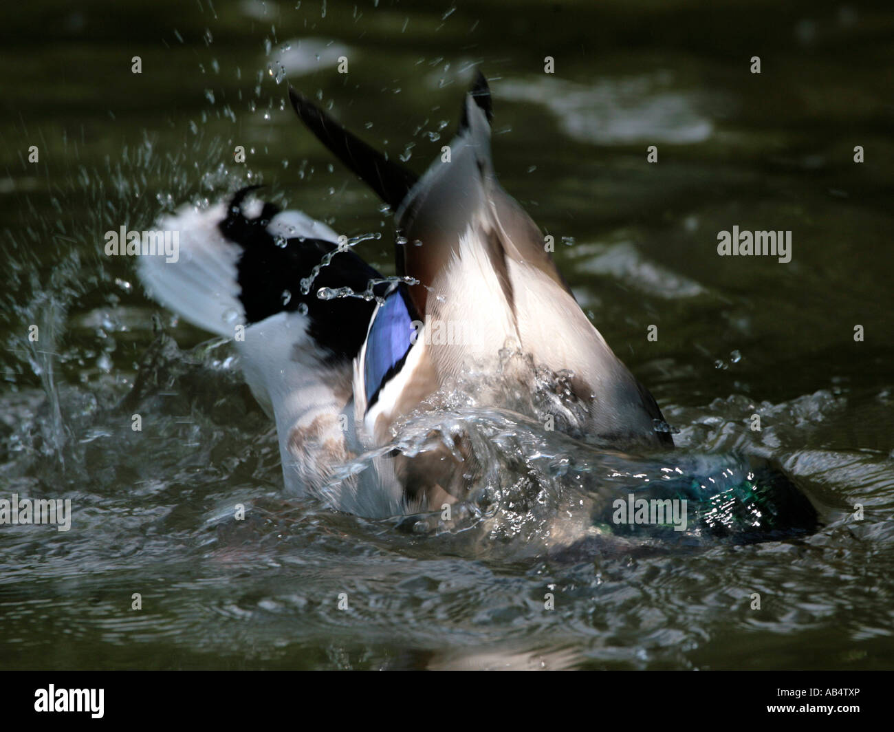 A diving mallard duck Stock Photo - Alamy