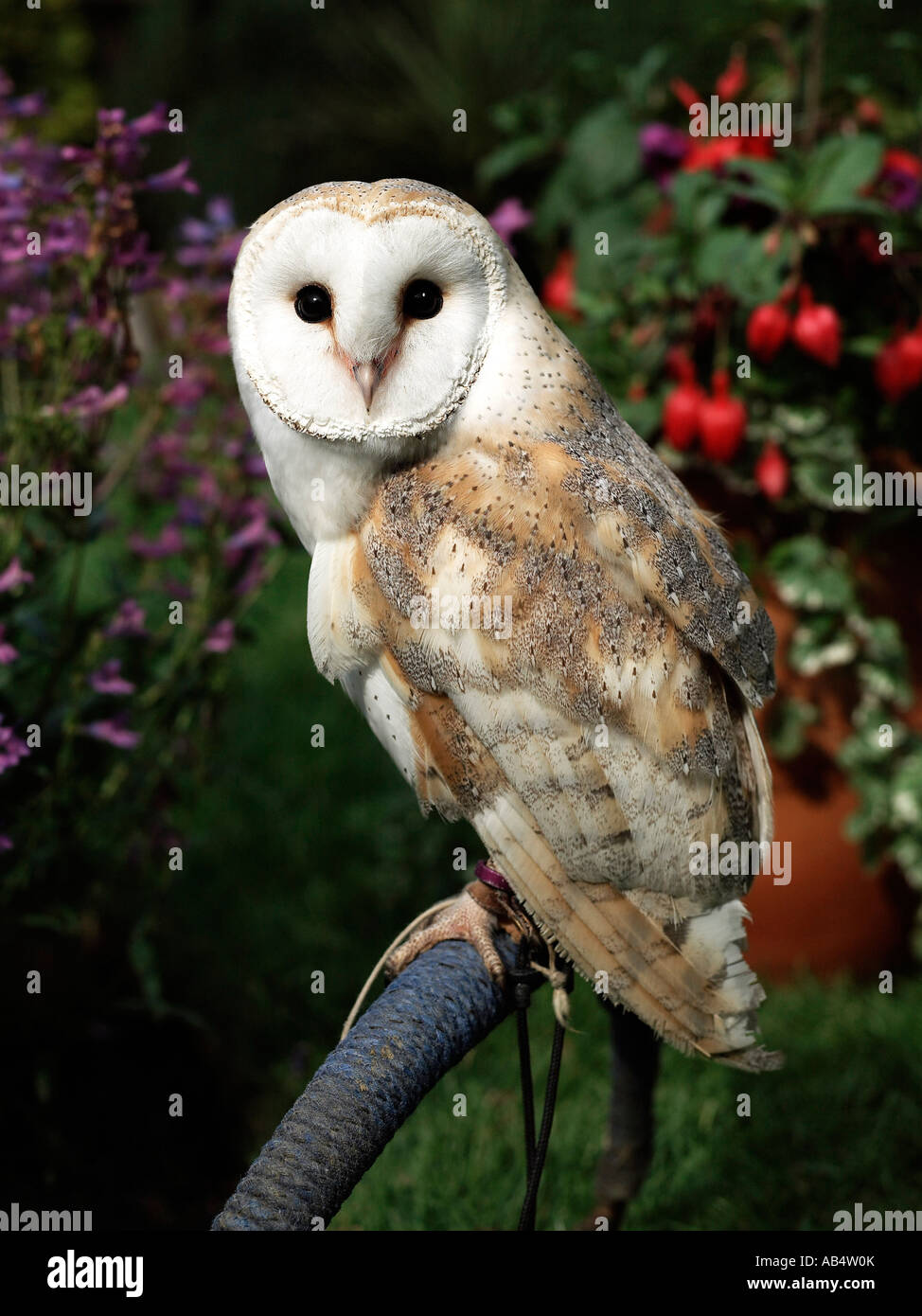 A barn owl sitting on a perch in a garden Stock Photo - Alamy