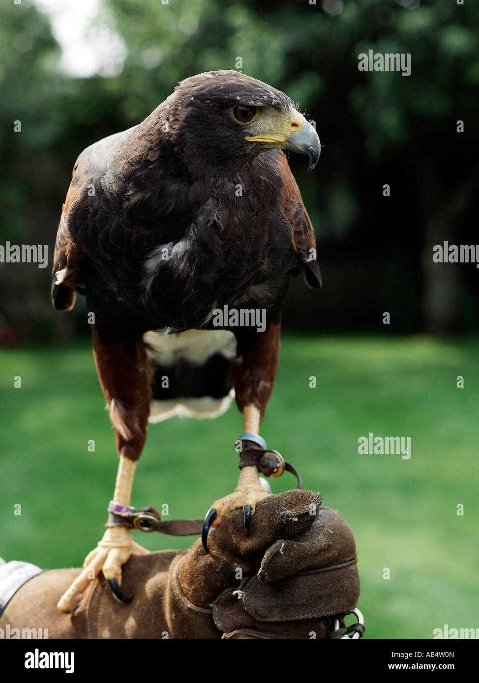 A harris hawk being held in a gloved hand Stock Photo - Alamy