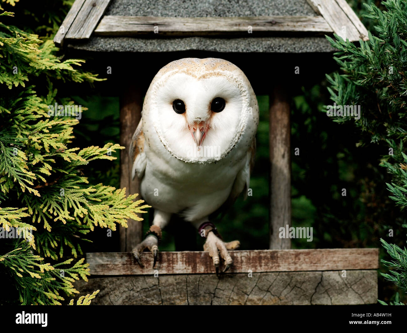 A barn owl sitting on a bird table Stock Photo - Alamy