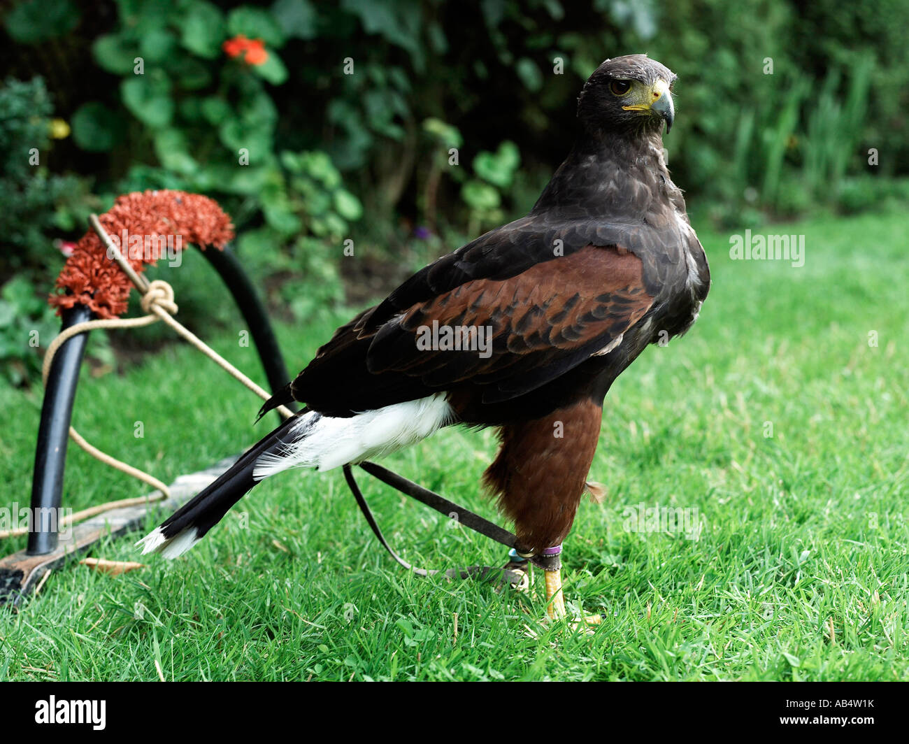 A harris hawk that's tethered Stock Photo - Alamy