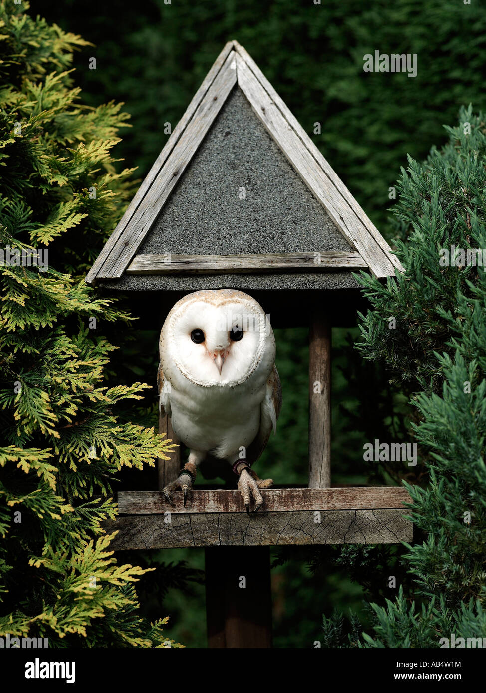 A barn owl sitting on a bird table Stock Photo - Alamy