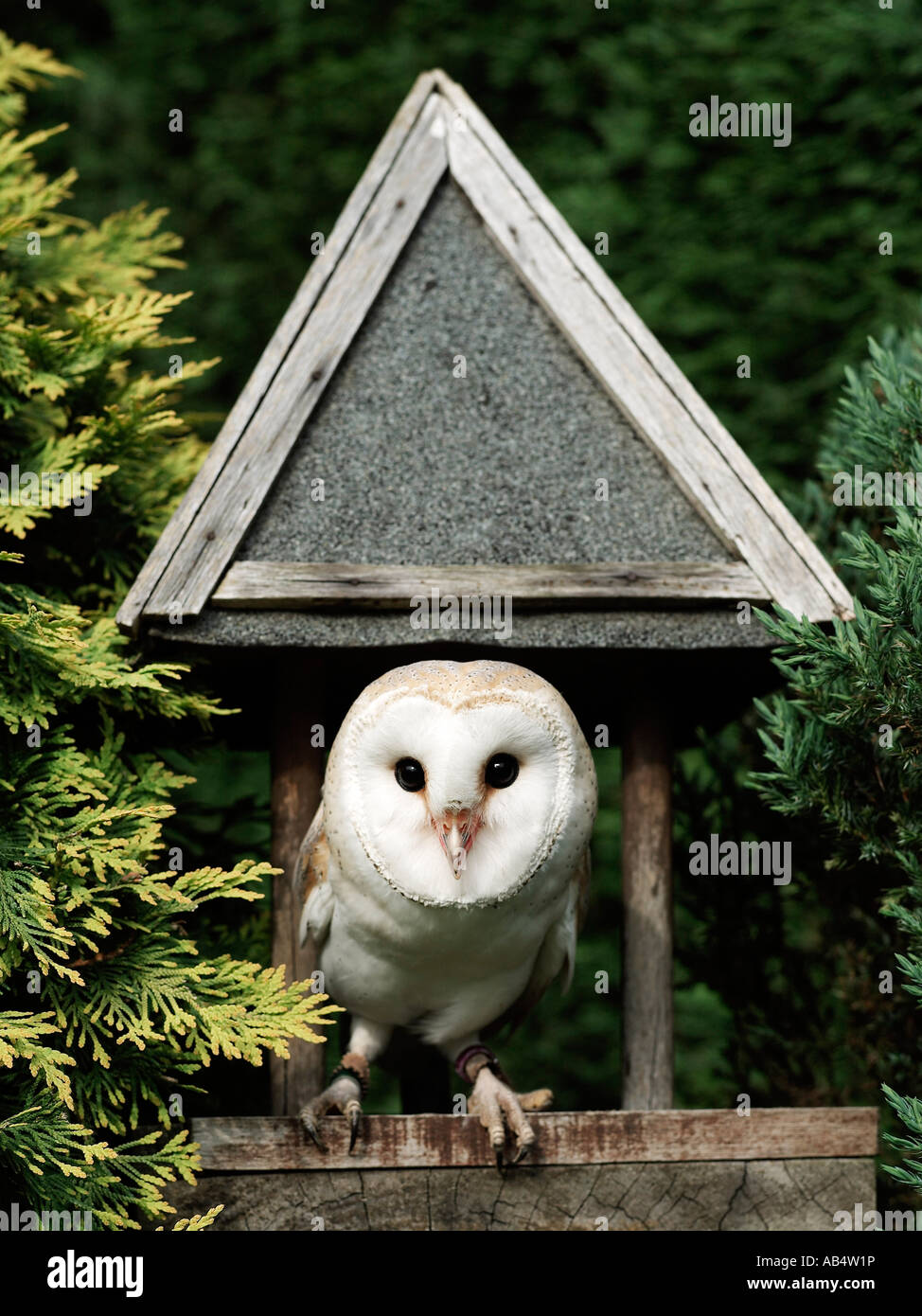 A barn owl sitting on a bird table Stock Photo - Alamy