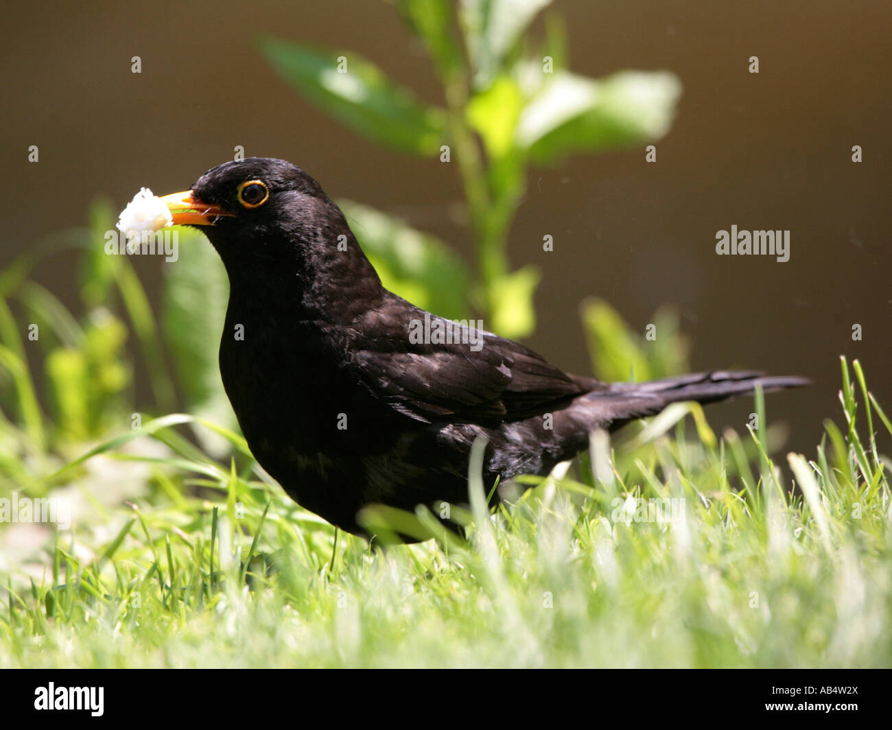 A blackbird with a piece of bread in its mouth Stock Photo - Alamy