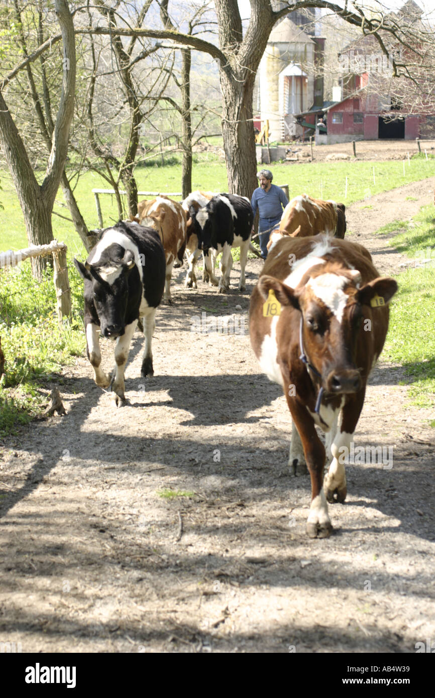Cows going home to their barn at Bobolink Dairy Vernon New Jersey Stock ...