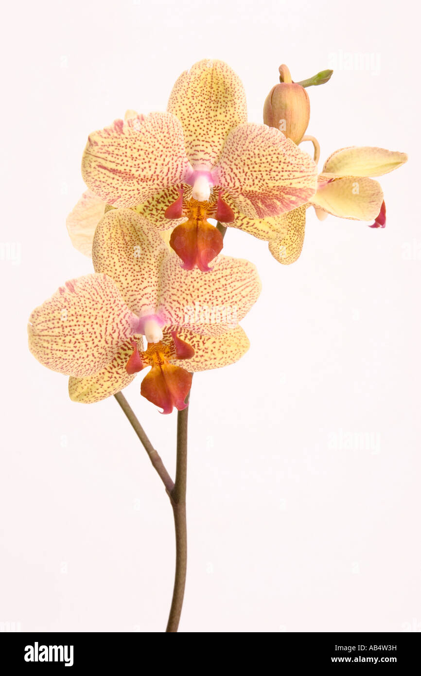 Orchids rare elegance hi-res stock photography and images - Alamy