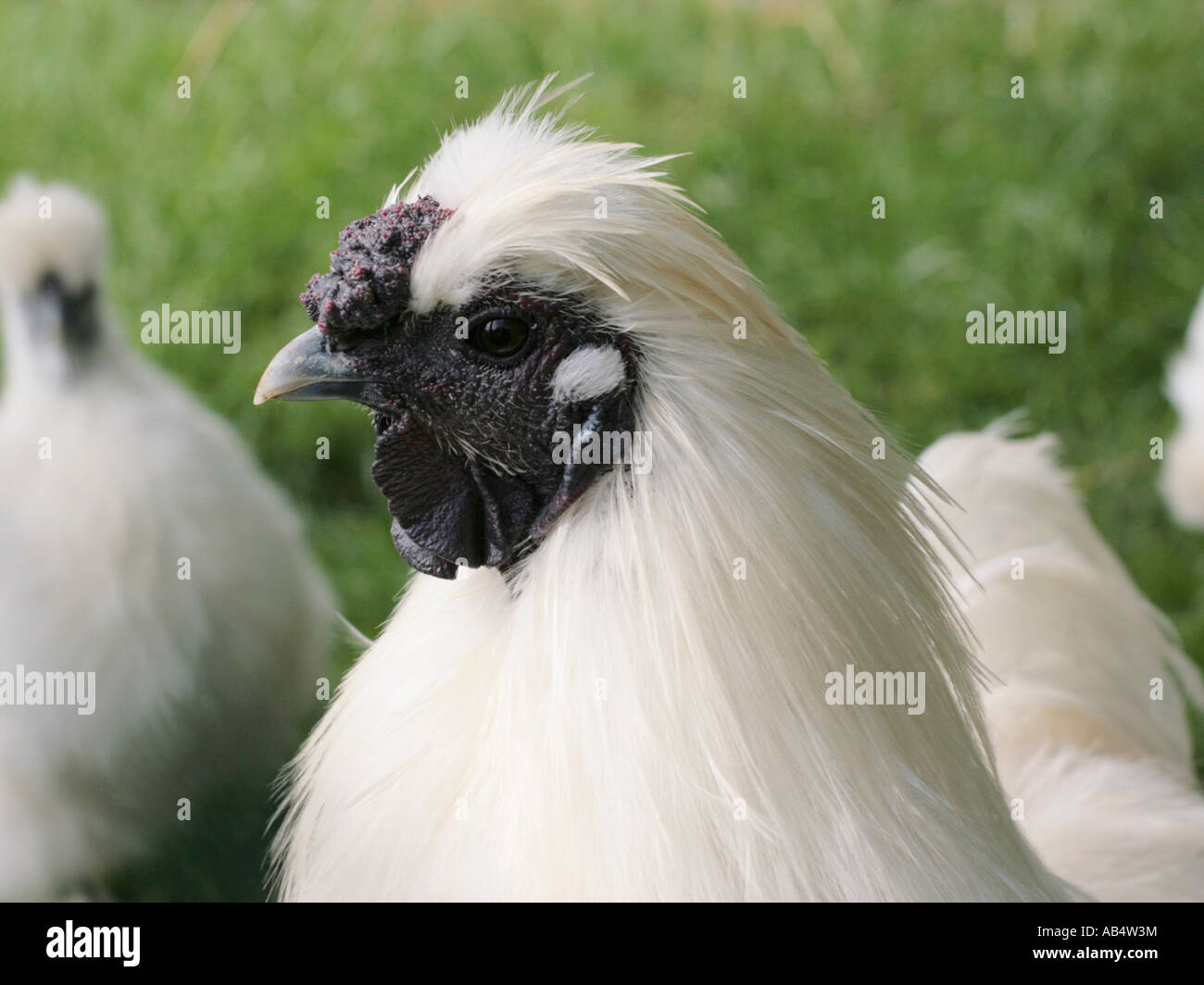 A white chicken Stock Photo - Alamy