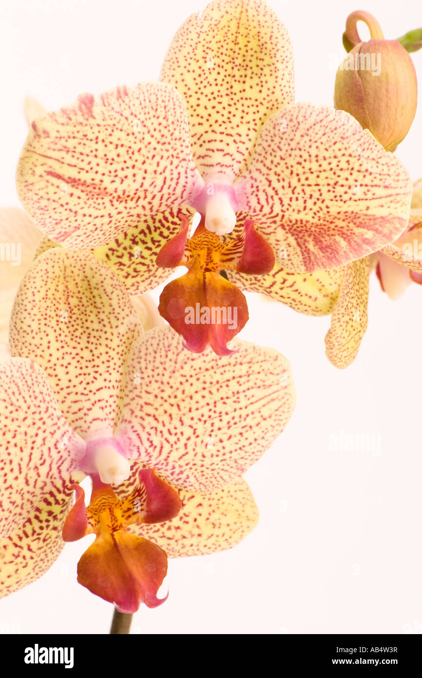Orchids rare elegance hi-res stock photography and images - Alamy