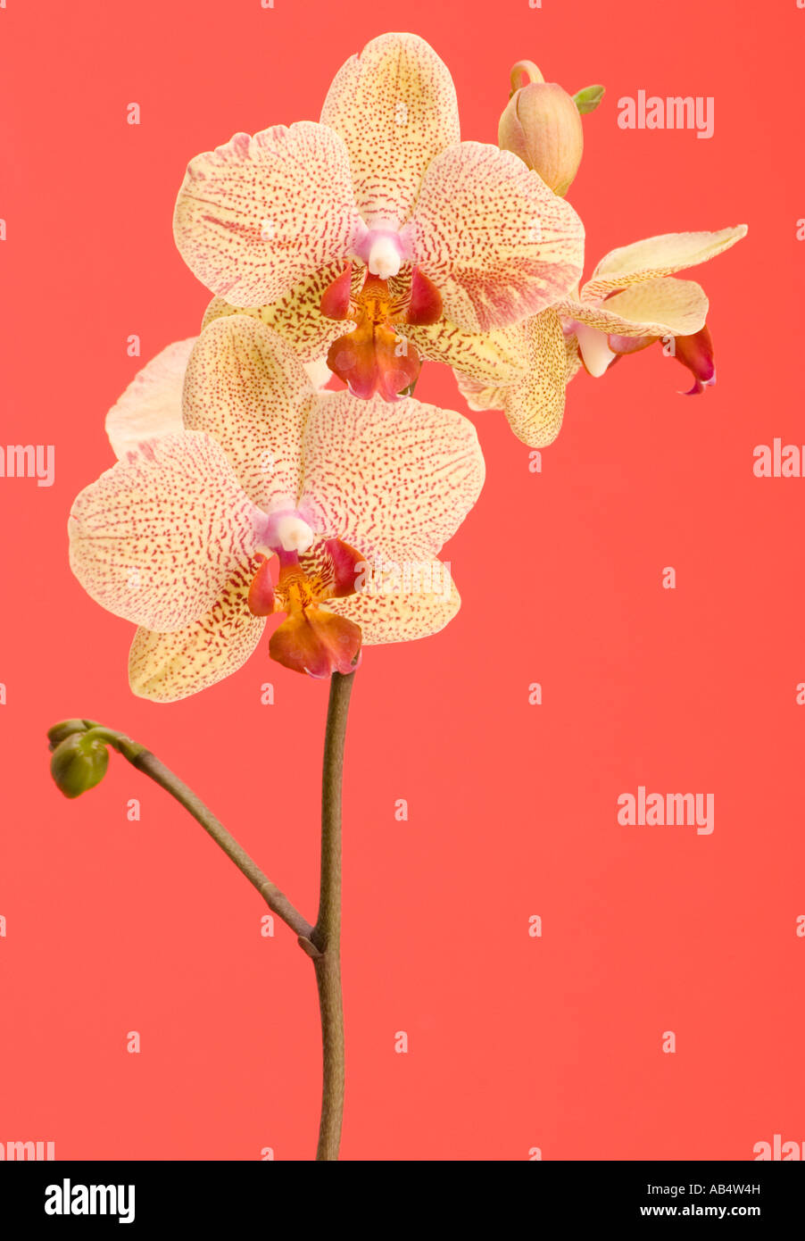 Rare red orchids hi-res stock photography and images - Alamy