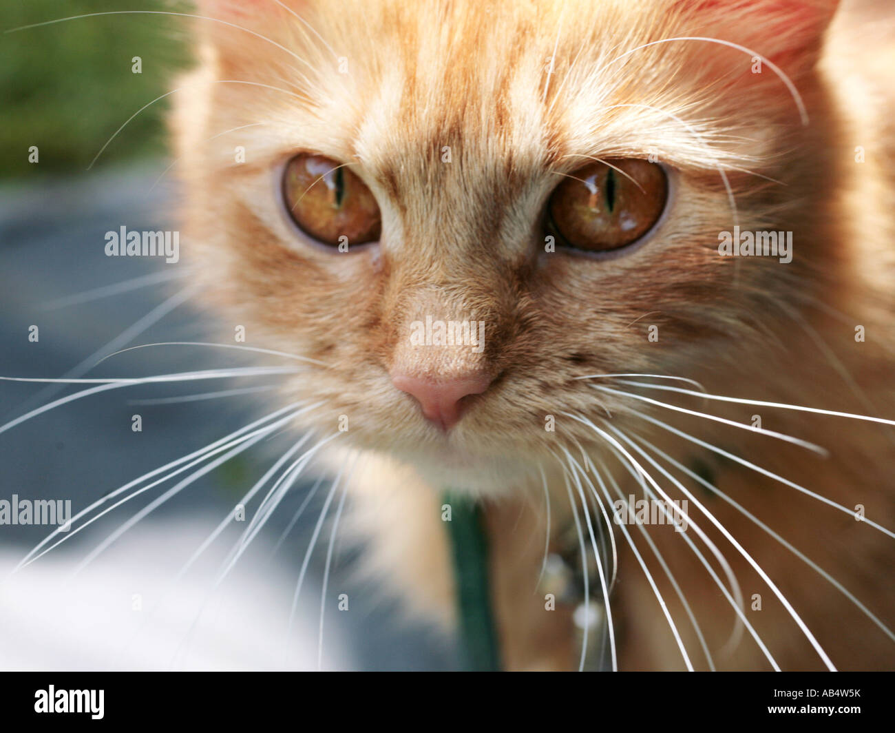 In focus cat face hi-res stock photography and images - Alamy