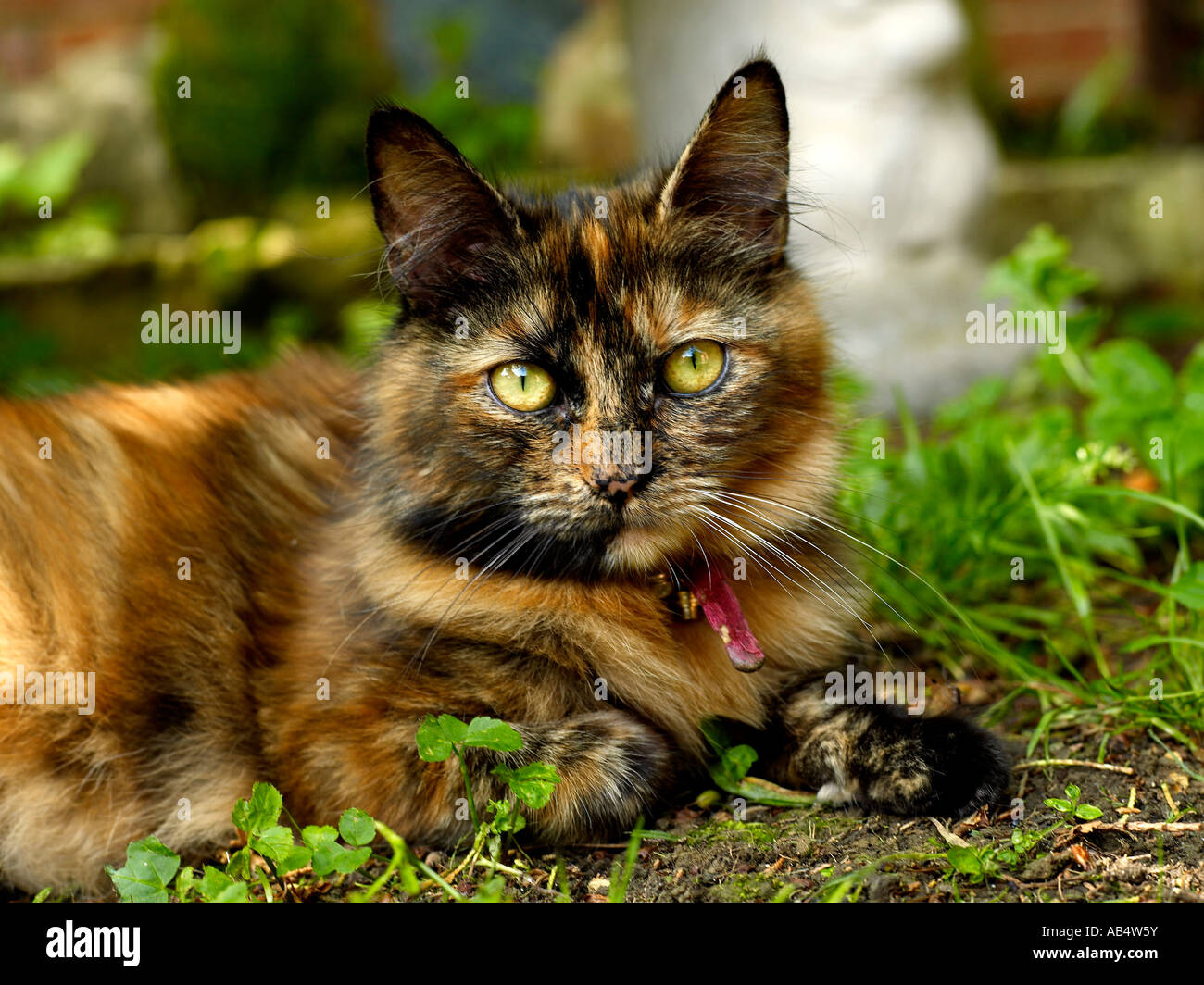 A beautiful tortoiseshell cat sitting in a garden Stock Photo - Alamy