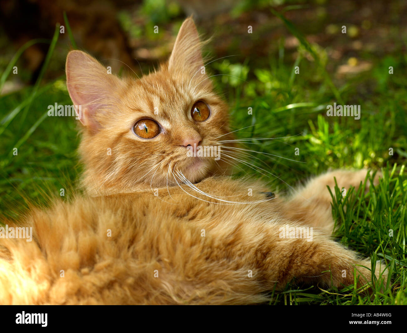 A female ginger cat standing on the grass Stock Photo - Alamy