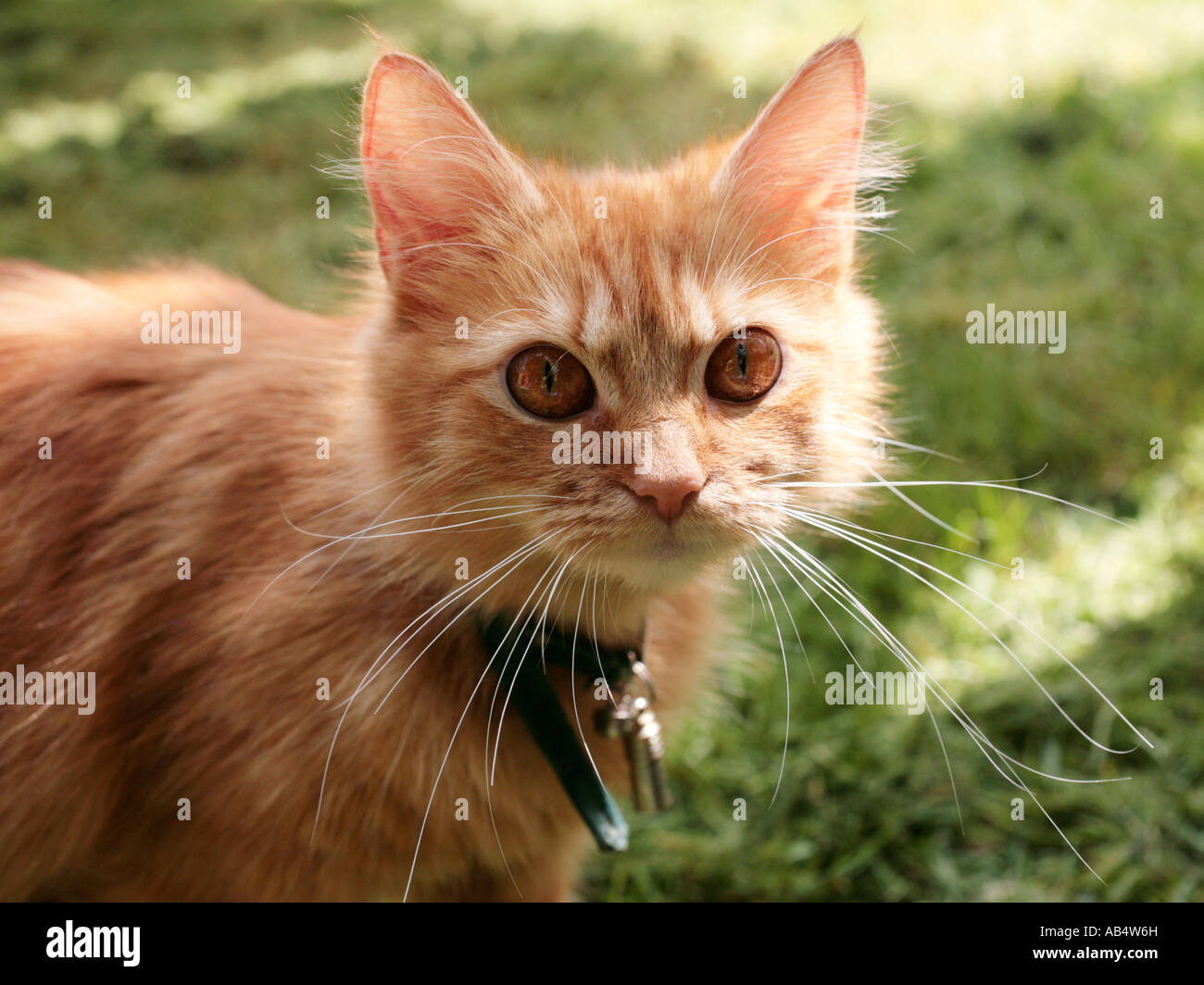 A female ginger cat standing on the grass Stock Photo - Alamy