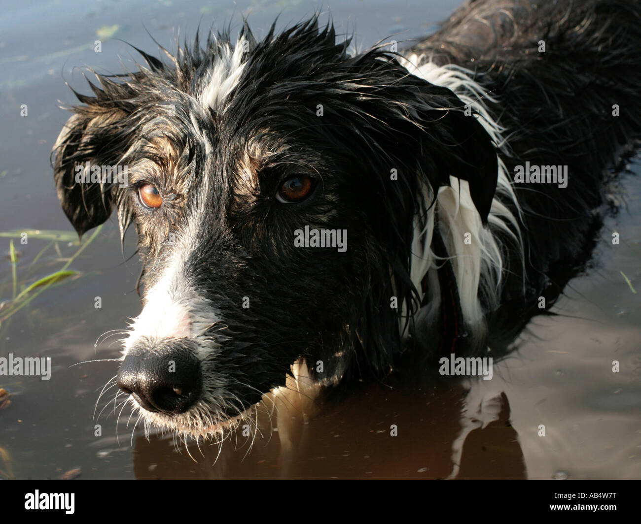 A collie sitting in a pool of water Stock Photo - Alamy
