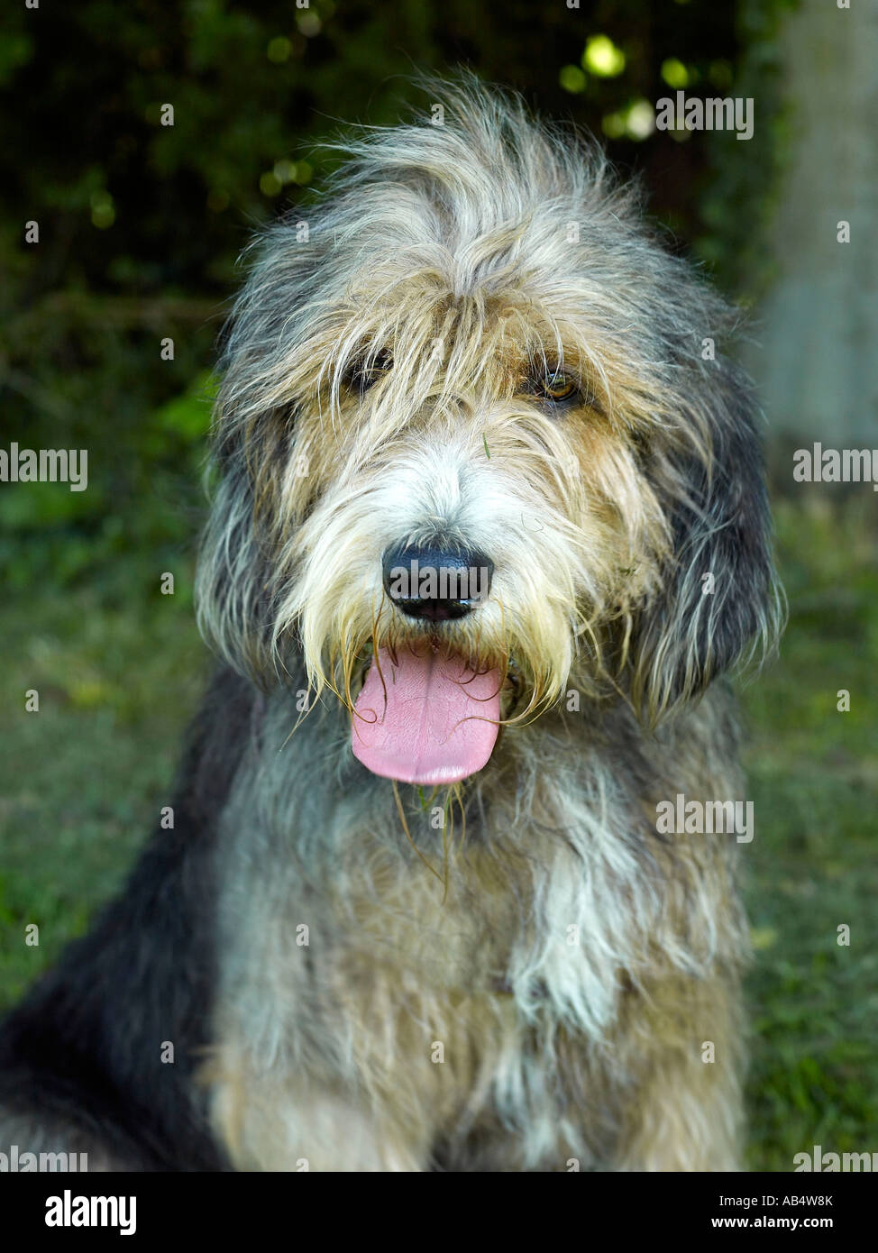 The head of an otterhound Stock Photo - Alamy