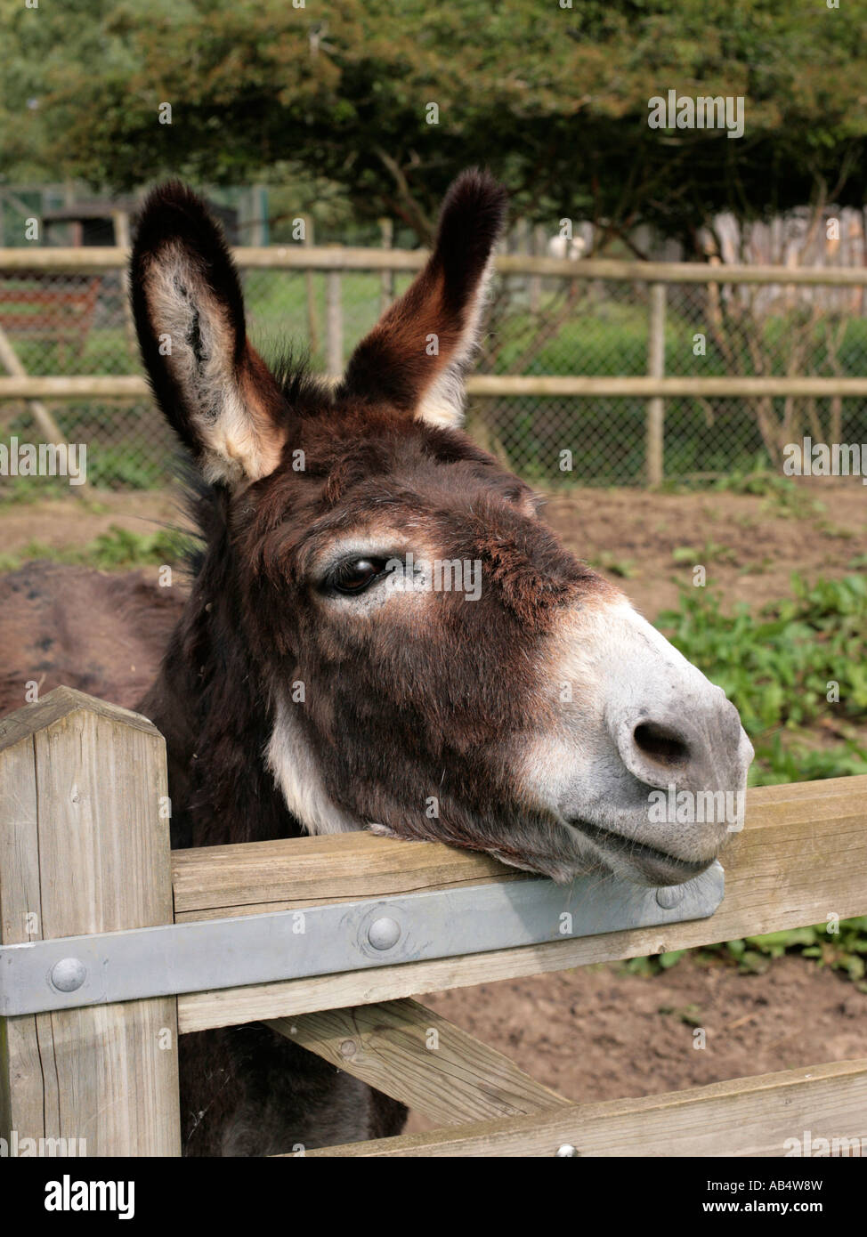 A donkey looking over a fence Stock Photo - Alamy