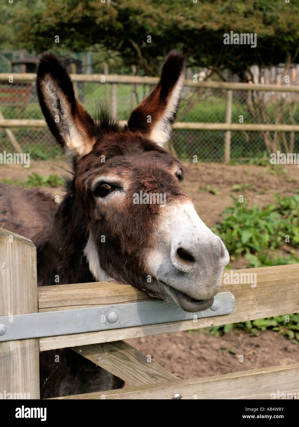 A donkey looking over a fence Stock Photo - Alamy