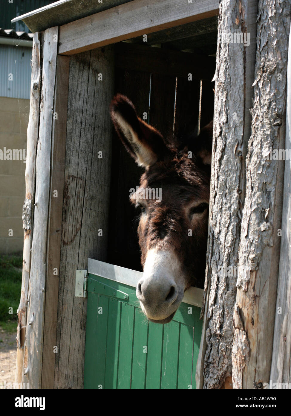 A donkey in a shed Stock Photo - Alamy