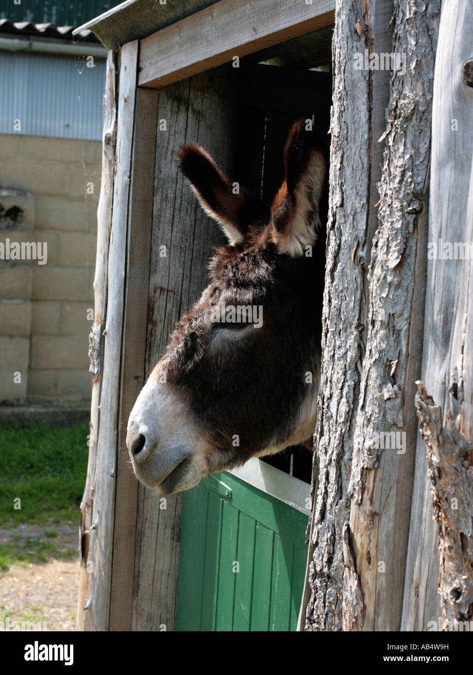 A donkey in a shed Stock Photo - Alamy