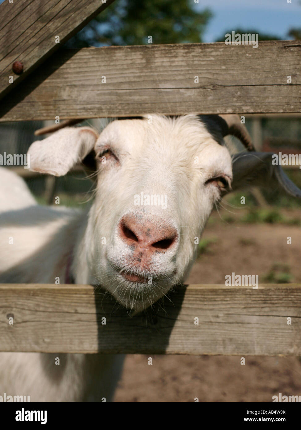 A white goat peering through a gate Stock Photo - Alamy