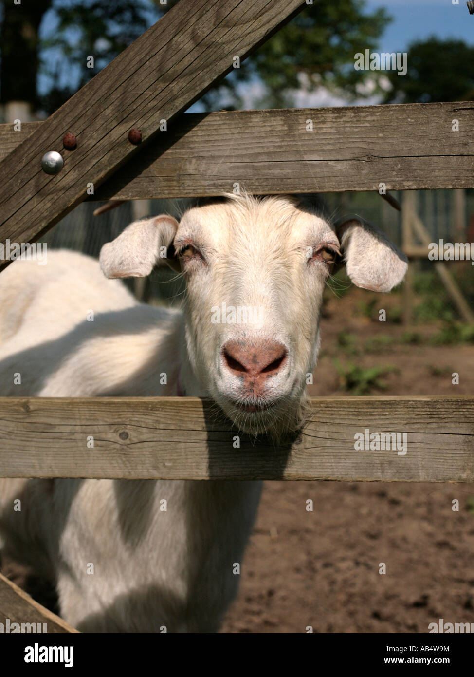 A white goat peering through a gate Stock Photo - Alamy