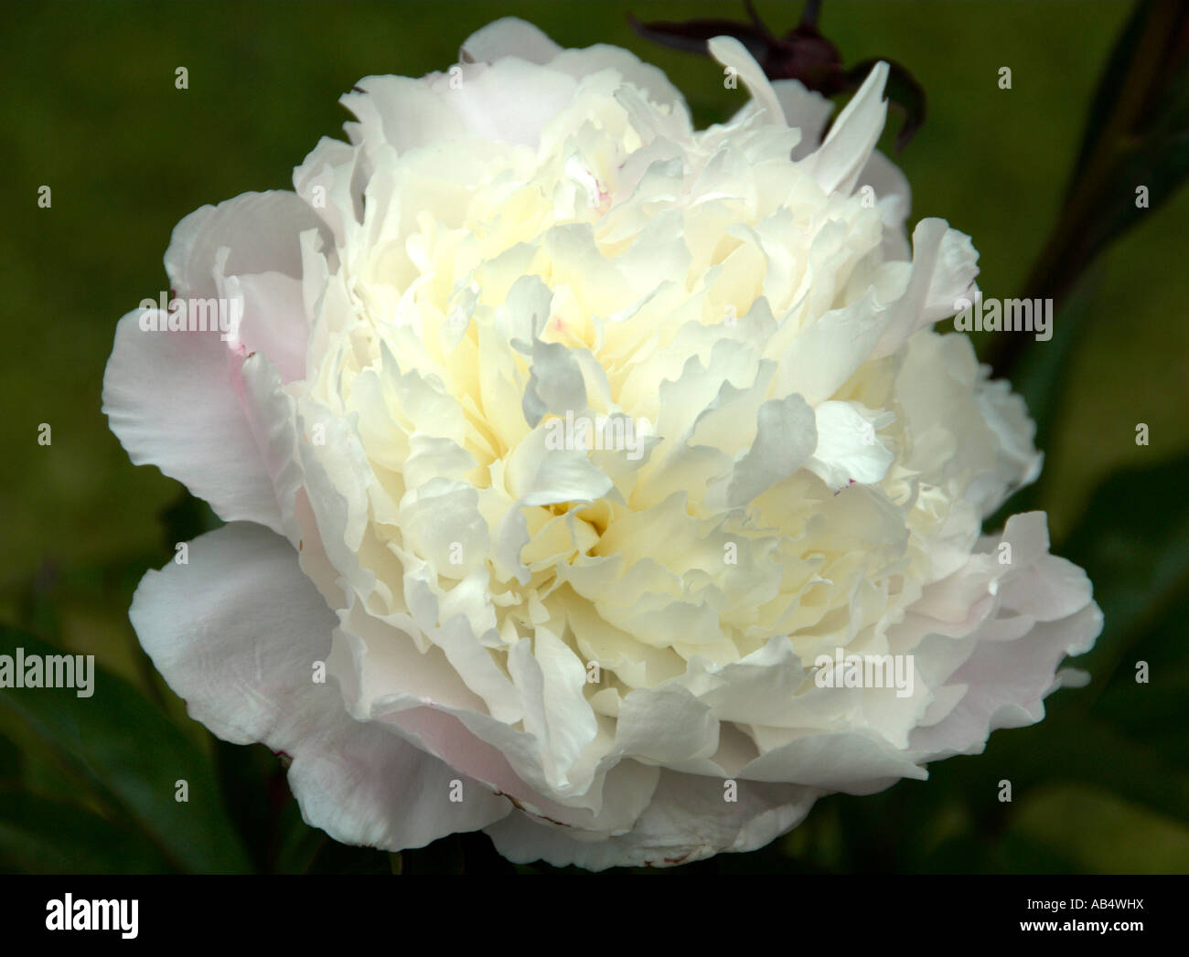 Sarah white hi-res stock photography and images - Alamy