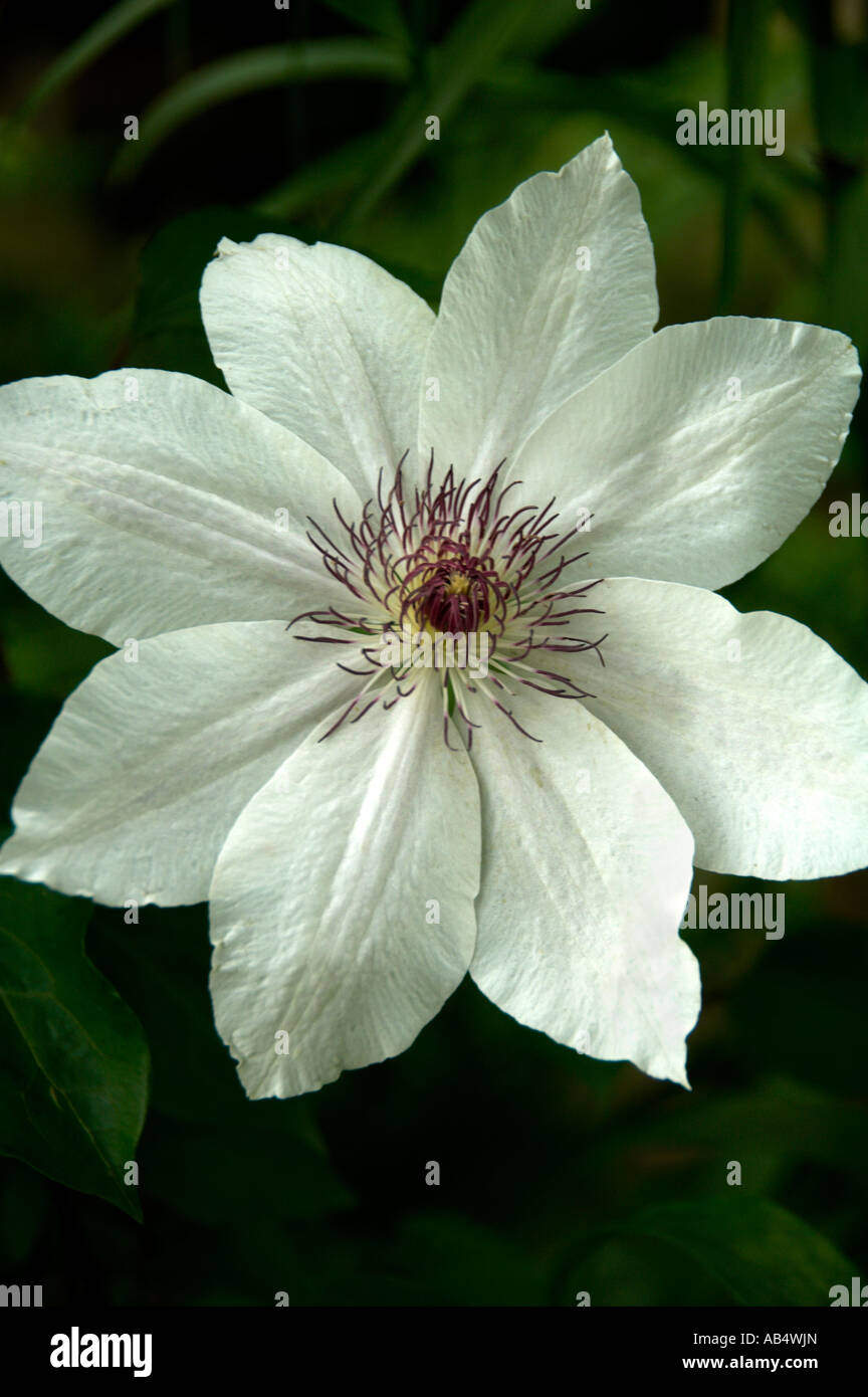 Clematis Snow Queen Stock Photo - Alamy