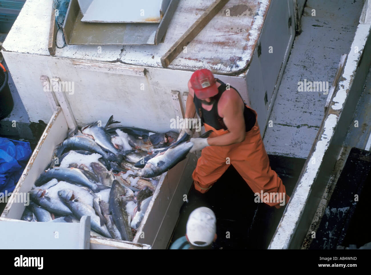 Unloading fish hi-res stock photography and images - Alamy