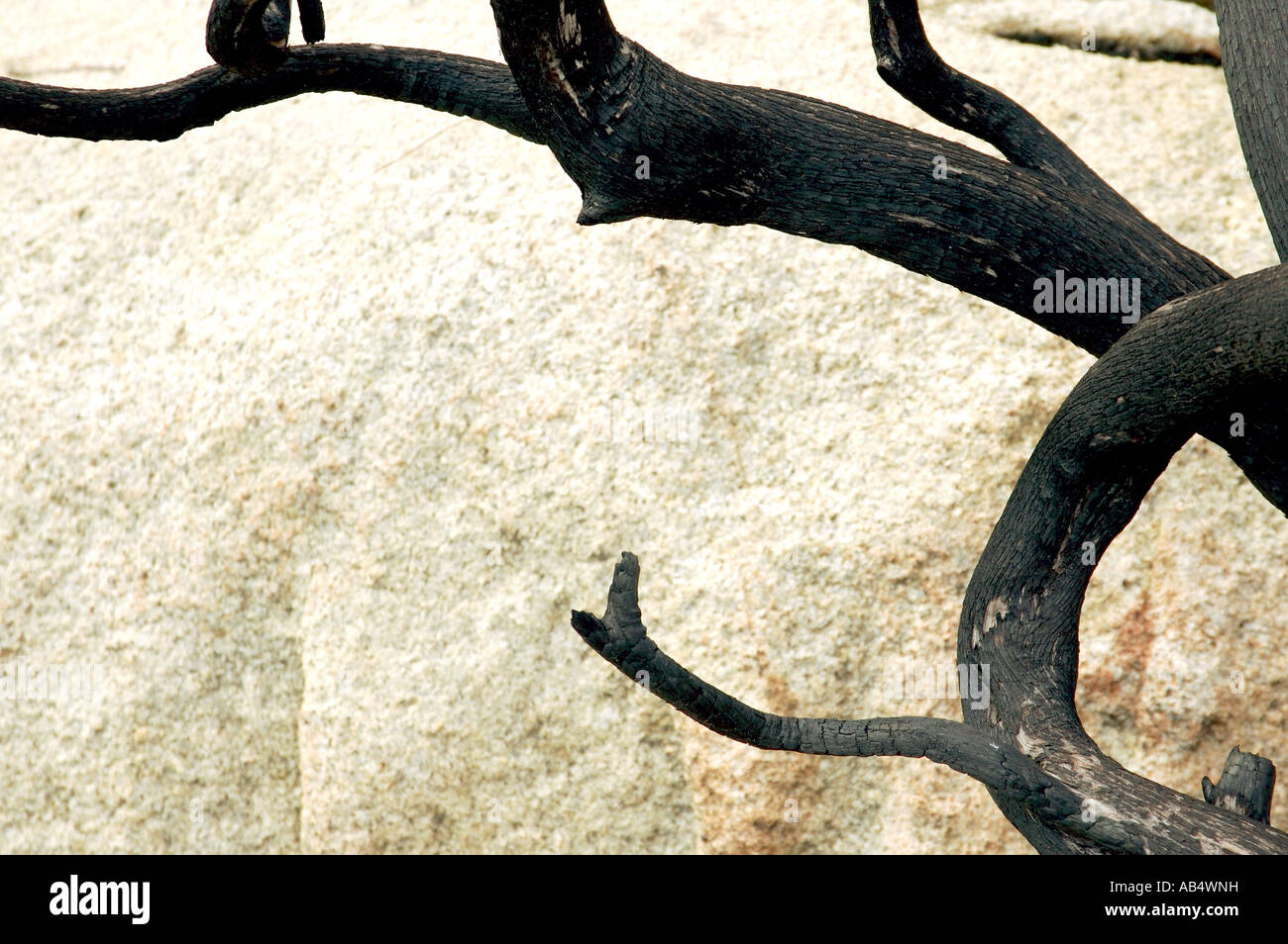 Black branch of burnt tree against light limestone background Stock ...