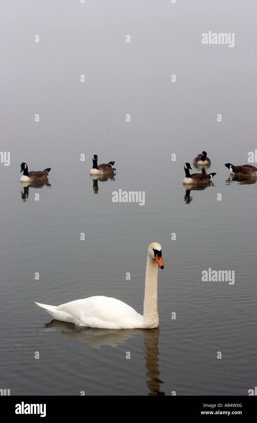 mute swan and geese on lake uk Stock Photo - Alamy