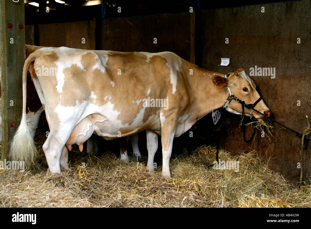 Cattle at an agricultural show in Suffolk UK Stock Photo - Alamy
