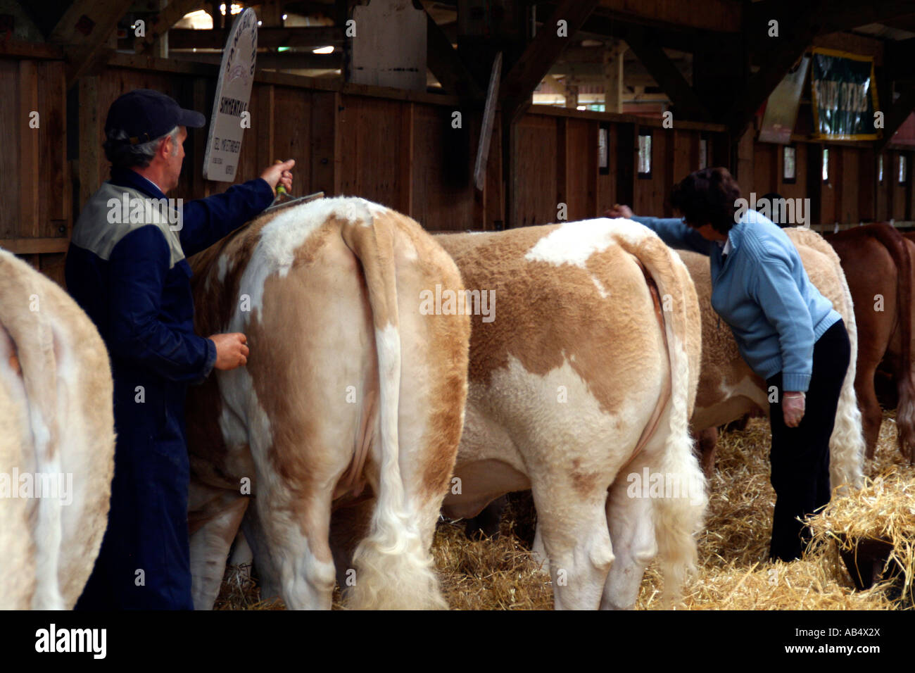 Cattle at an agricultural show in Suffolk UK Stock Photo - Alamy
