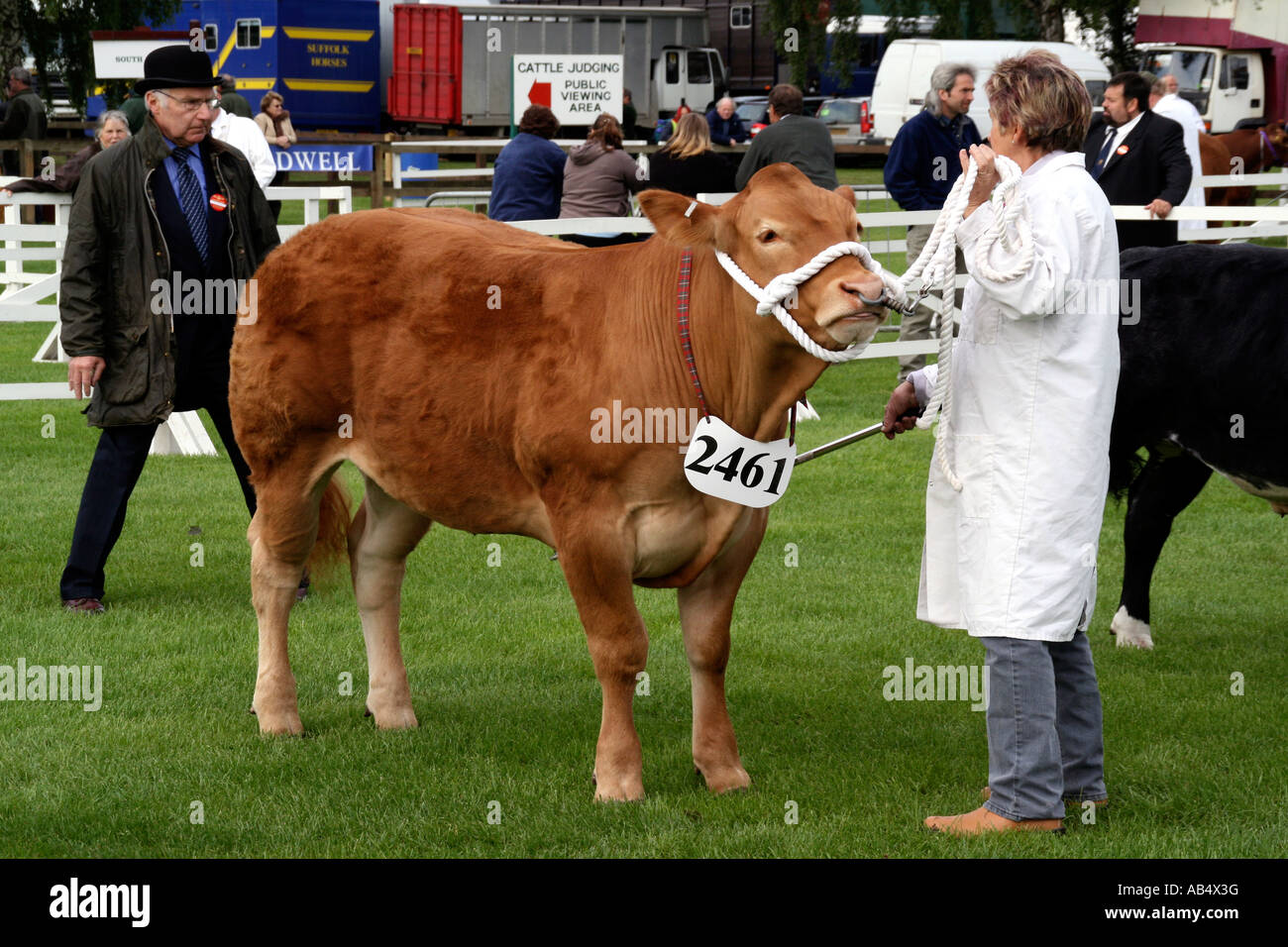 Prize winning Cattle being judged at an agricultural show in Suffolk UK ...
