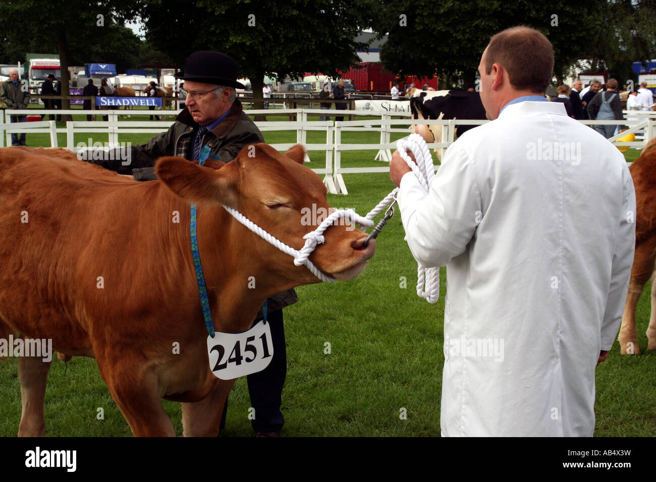 Prize winning Cattle being judged at an agricultural show in Suffolk UK ...